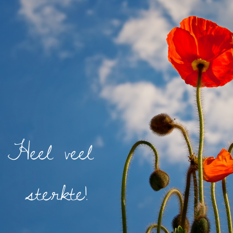 Mooie condoleance kaart versturen | Online bestellen en wij versturen