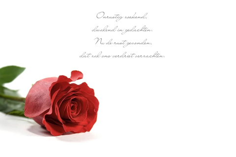 Stijlvolle rouwkaart met een liggende rode roos